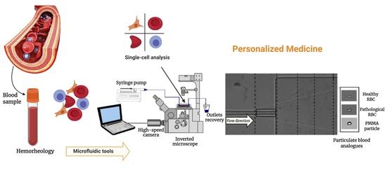 JPM | Free Full-Text | Visualization and Measurements of Blood Cells ...