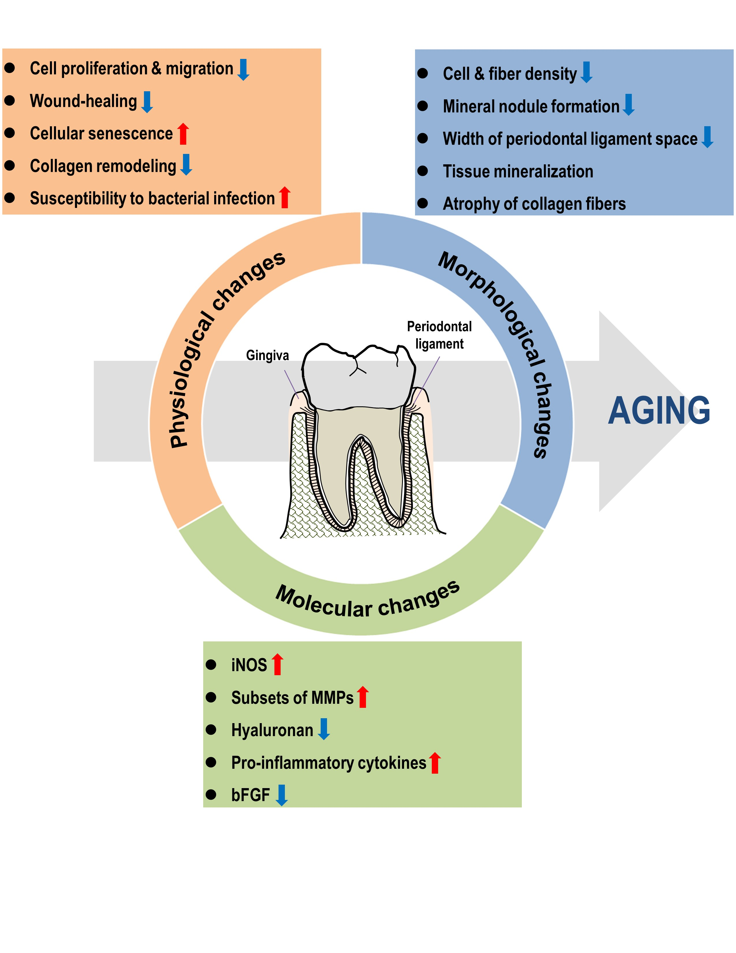 JPM | Free Full-Text | Effect of Aging on Homeostasis in the Soft ... JPM | Free Full-Text | Effect of Aging on Homeostasis in the Soft ...