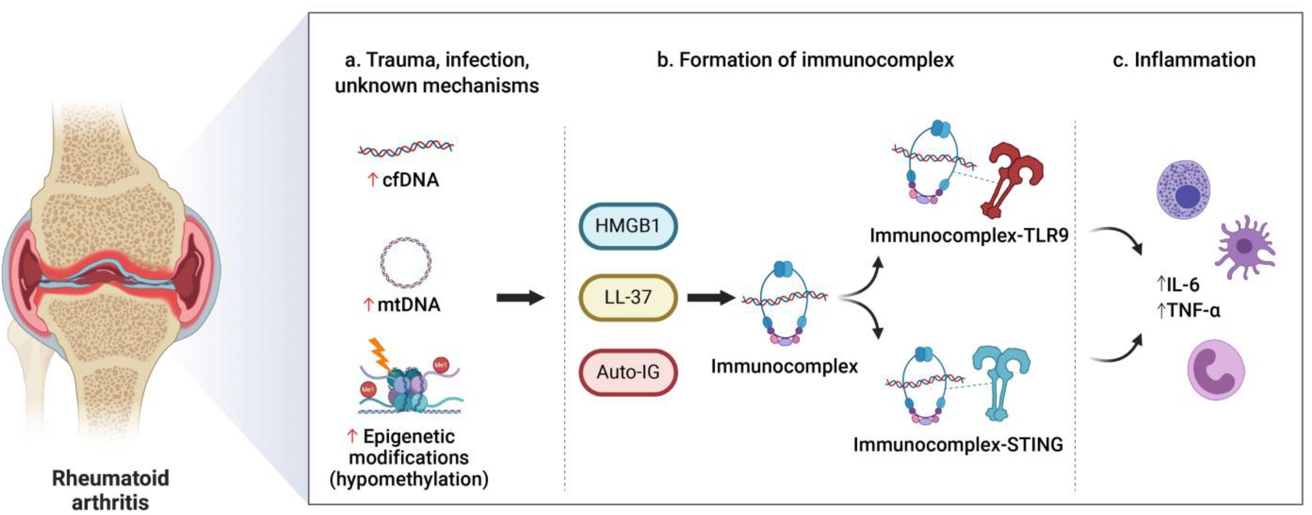 Circulating Free DNA and Its Emerging Role in Autoimmune Diseases