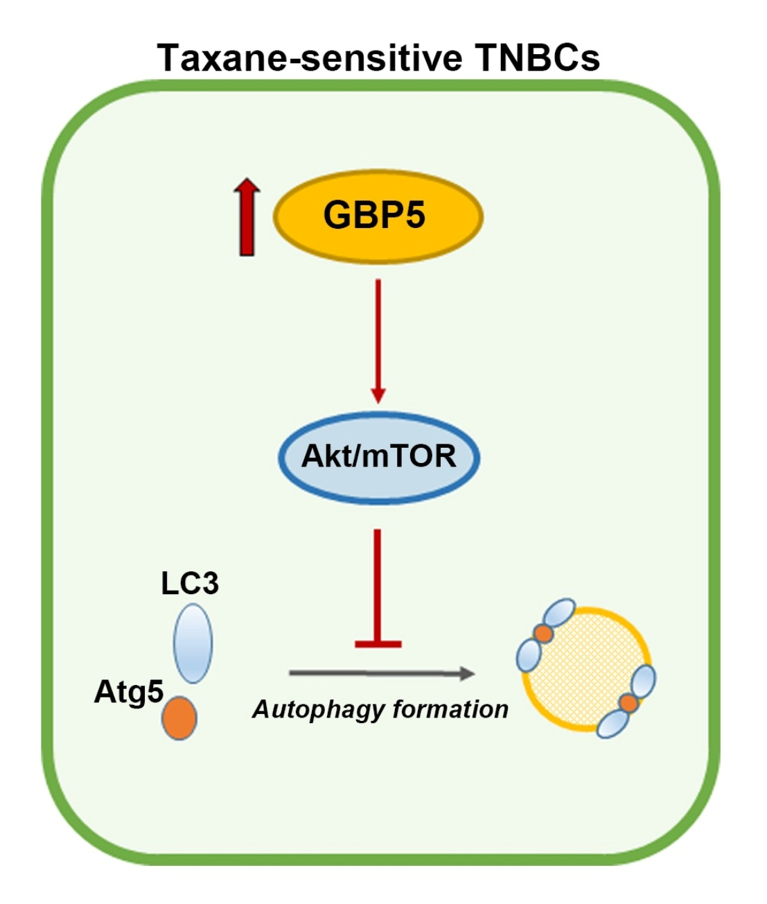 JPM | Free Full-Text | GBP5 Serves as a Potential Marker to Predict a ...