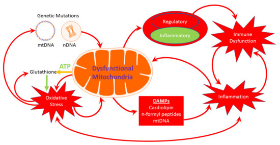 Mitochondria May Mediate Prenatal Environmental Influences in Autism ...