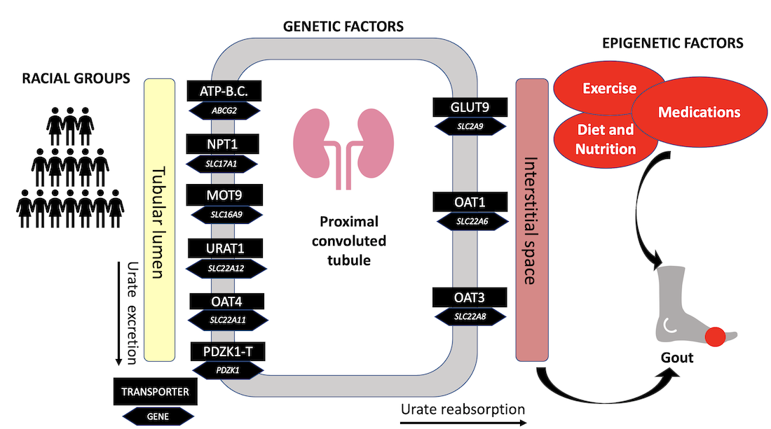 JPM | Free Full-Text | The Epidemiology and Genetics of Hyperuricemia ...