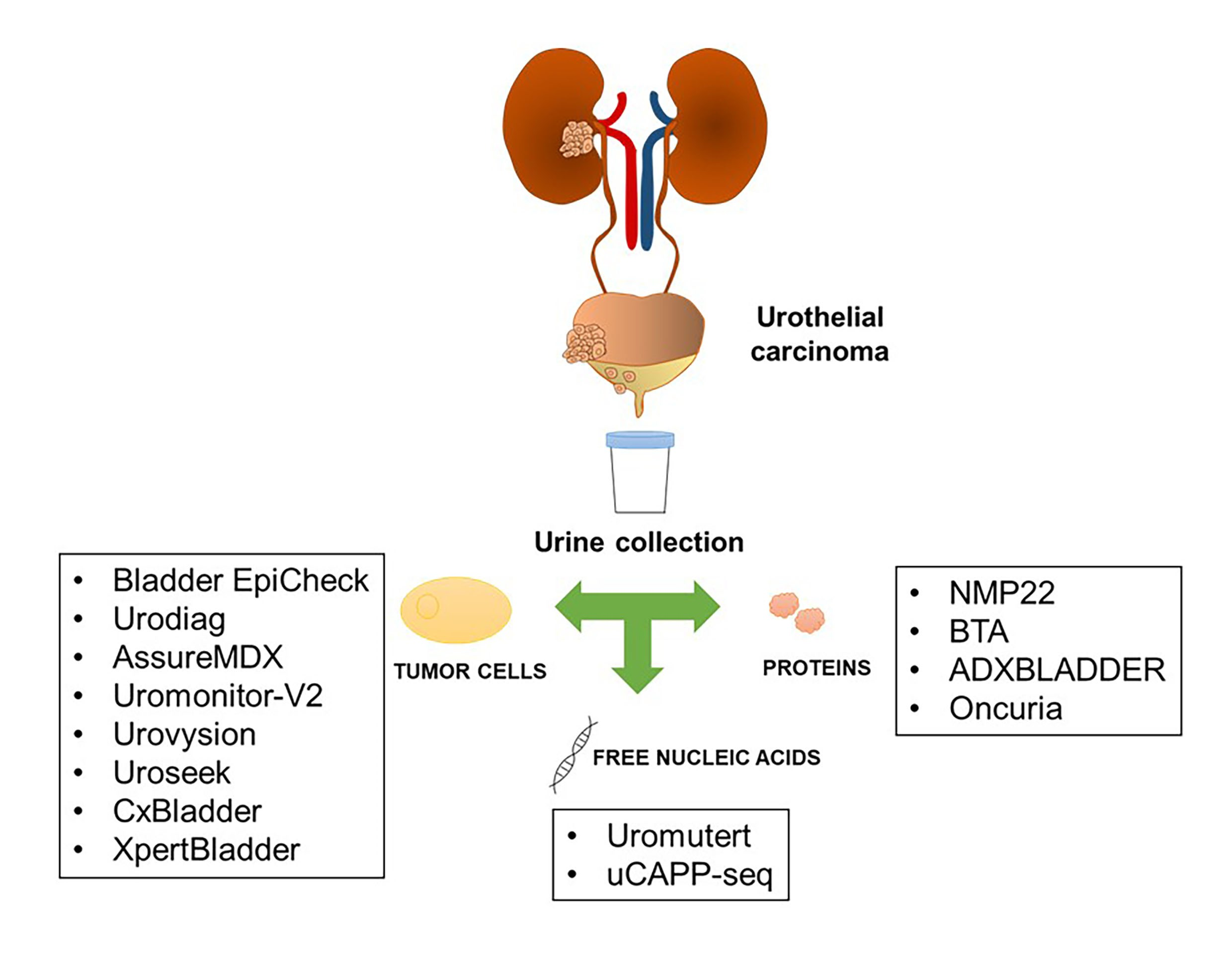 JPM | Free Full-Text | Liquid Biopsy Biomarkers in Urine: A Route ...