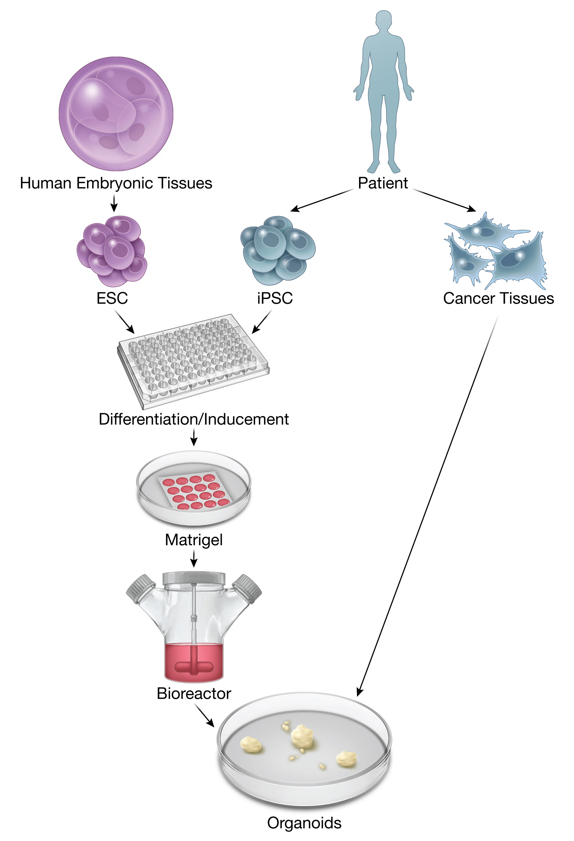 JPM | Free Full-Text | Patient-Derived Cancer Organoids for Precision ... JPM | Free Full-Text | Patient-Derived Cancer Organoids for Precision ...