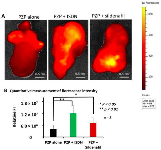 EPR-Effect Enhancers Strongly Potentiate Tumor-Targeted Delivery of ...