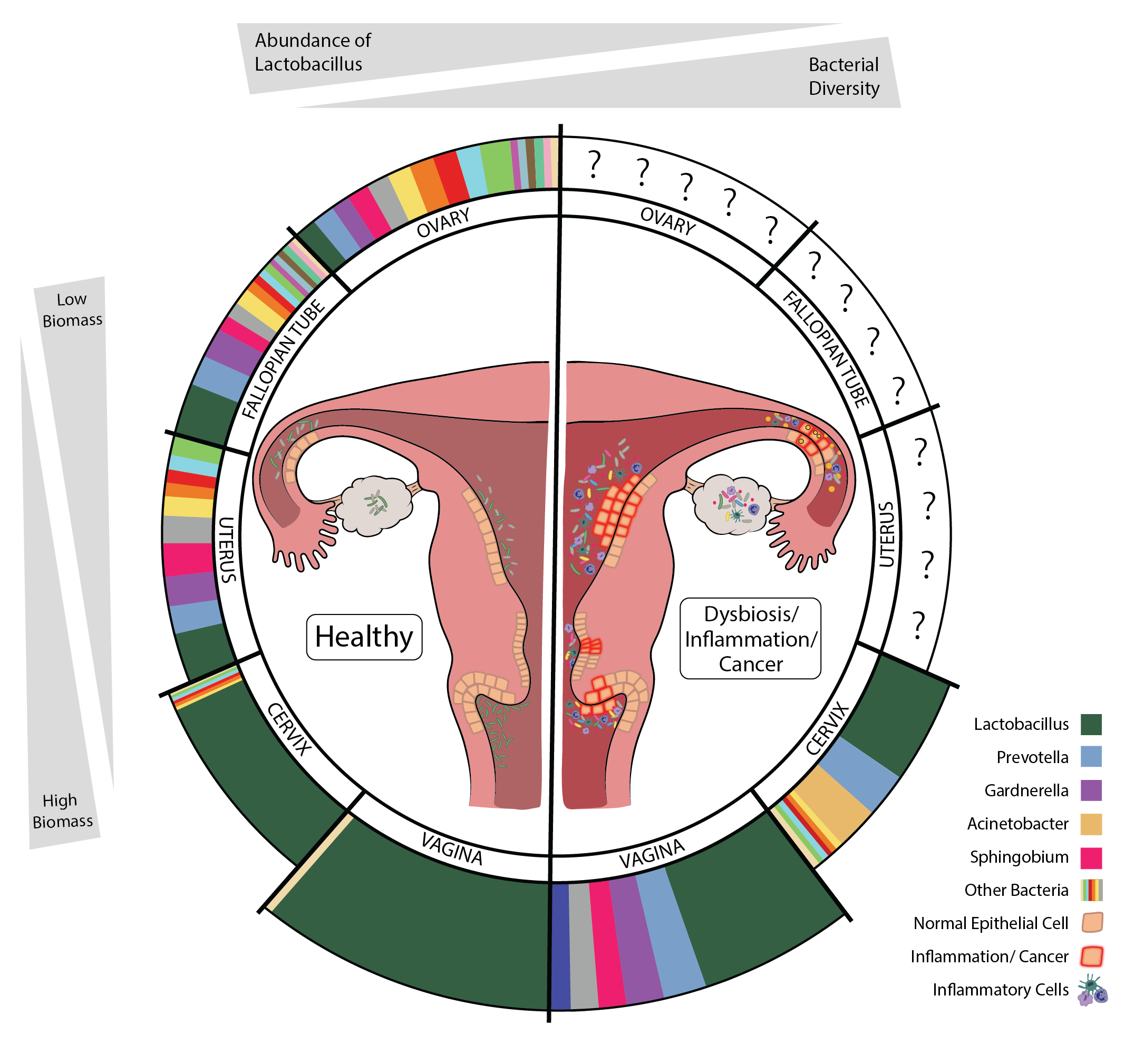 JPM | Free Full-Text | The Female Reproductive Tract Microbiome ...