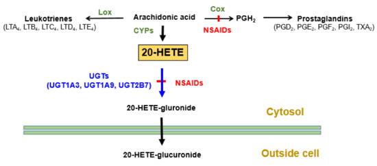 The Functionality of UDP-Glucuronosyltransferase Genetic Variants and ...