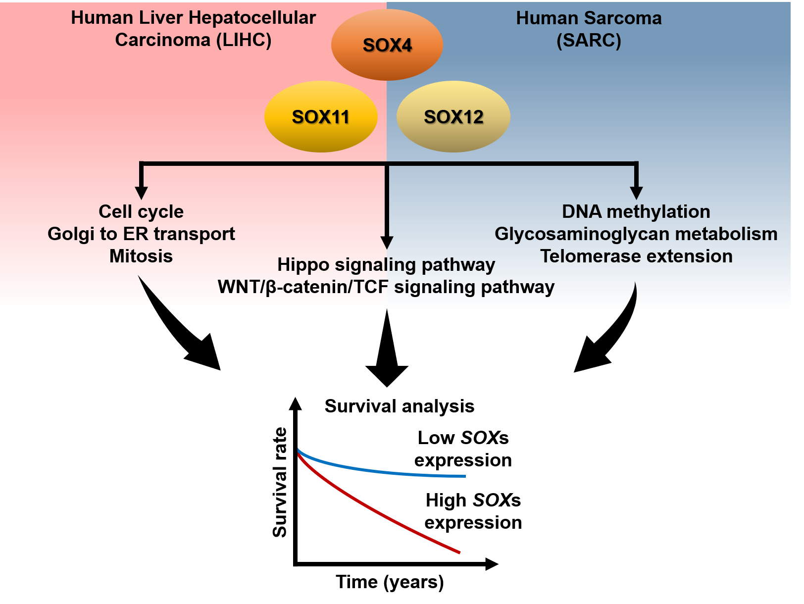 JPM | Free Full-Text | Multi-Omics Analysis of SOX4, SOX11, and SOX12 ...