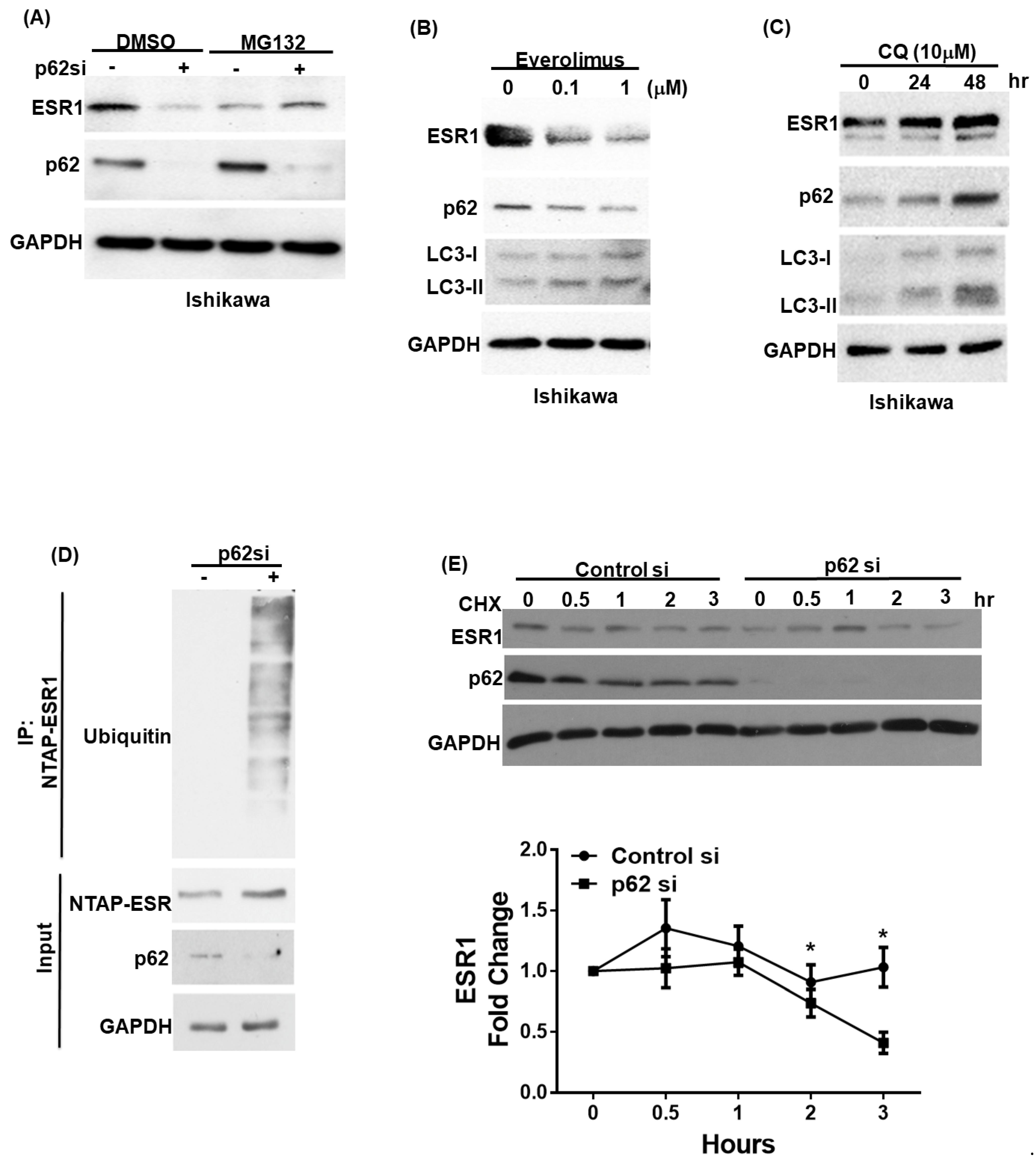 Jpm Free Full Text Gpr30 Activation By 17β Estradiol Promotes P62