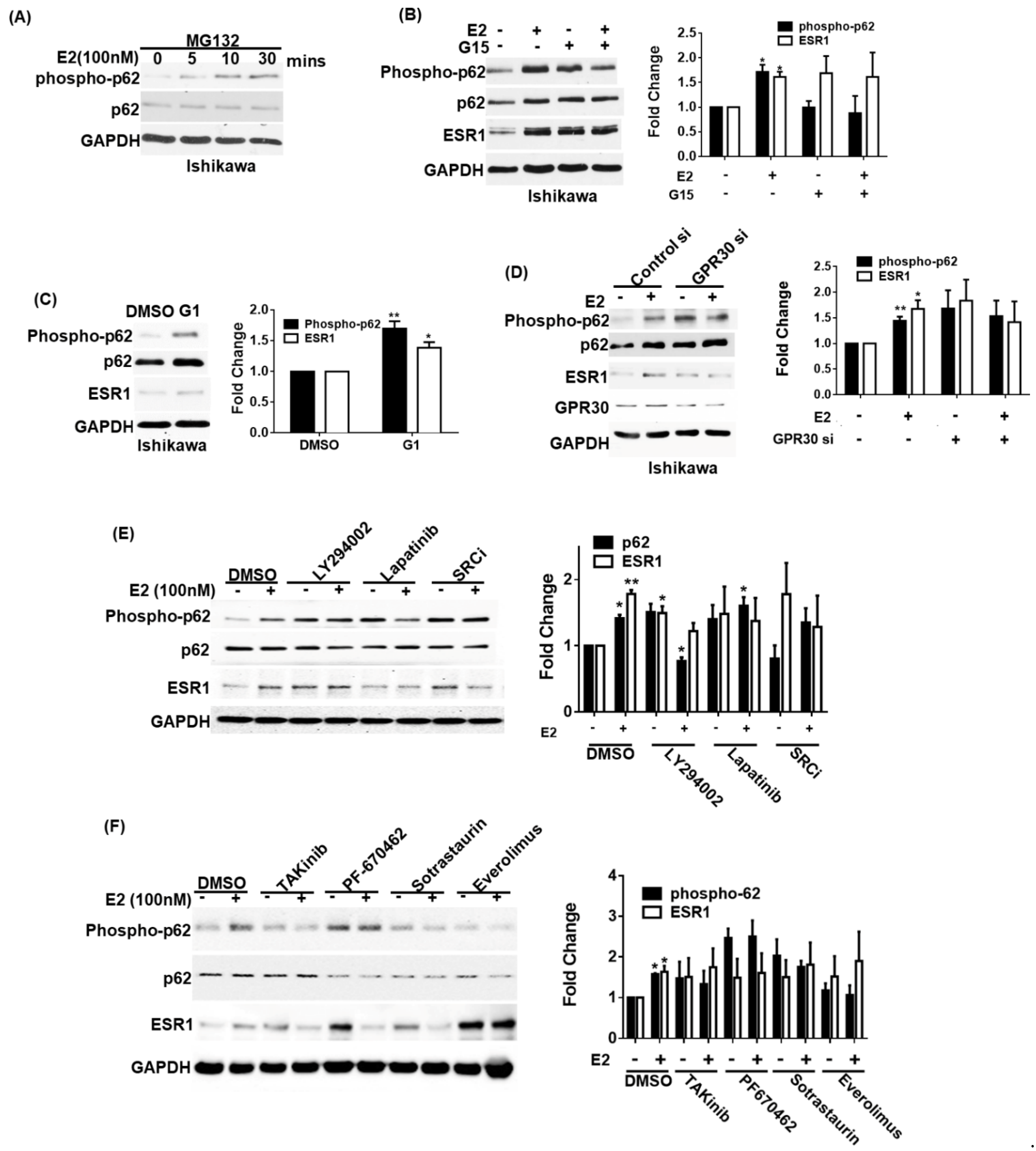 Jpm Free Full Text Gpr30 Activation By 17β Estradiol Promotes P62