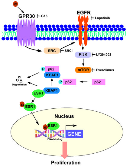 Jpm Free Full Text Gpr30 Activation By 17β Estradiol Promotes P62