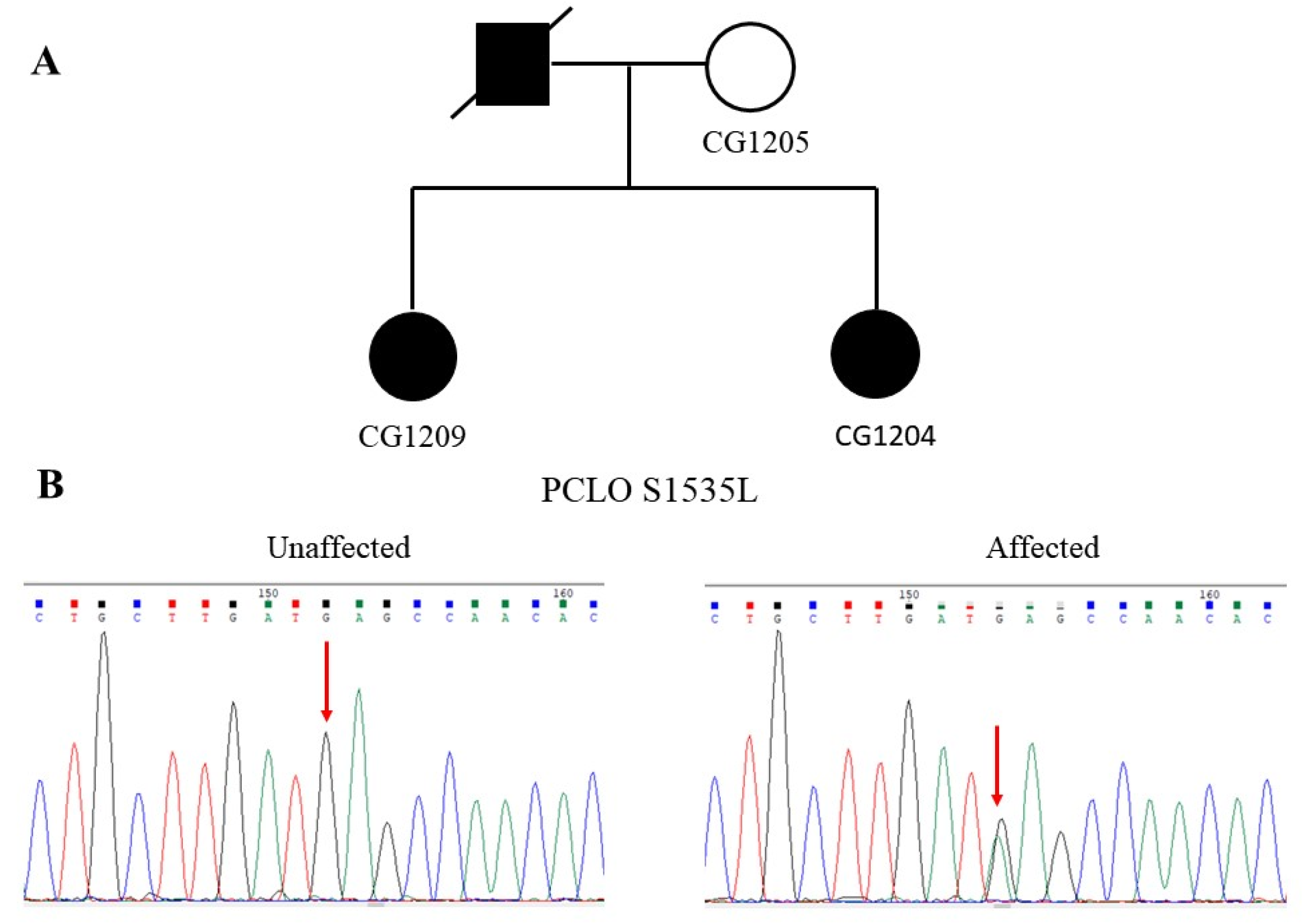 Identification of Rare Mutations of Two Presynaptic Cytomatrix Genes ...