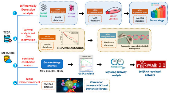 Potential Prognostic Biomarkers of NIMA (Never in Mitosis, Gene A ...
