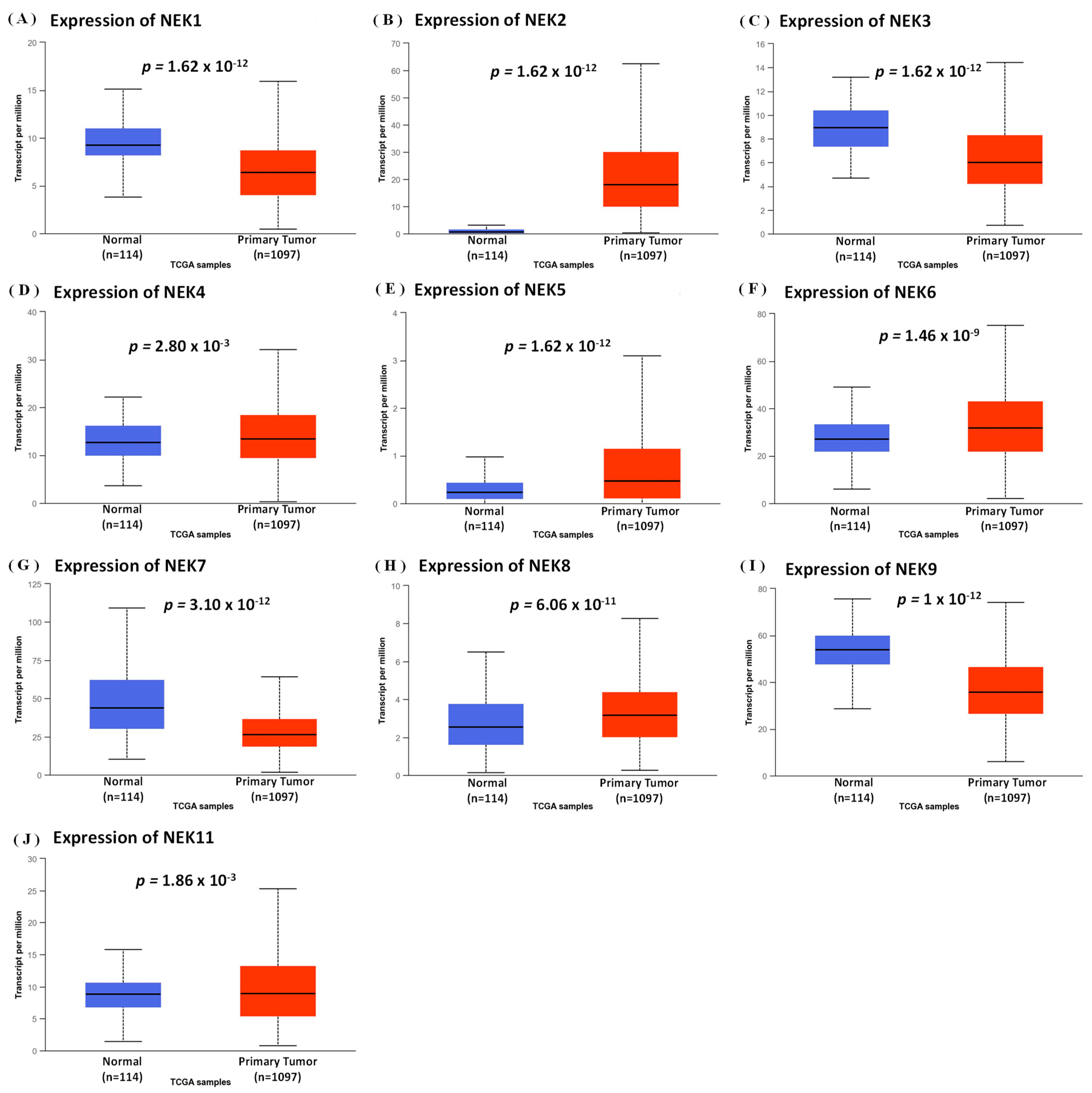 Potential Prognostic Biomarkers of NIMA (Never in Mitosis, Gene A ...
