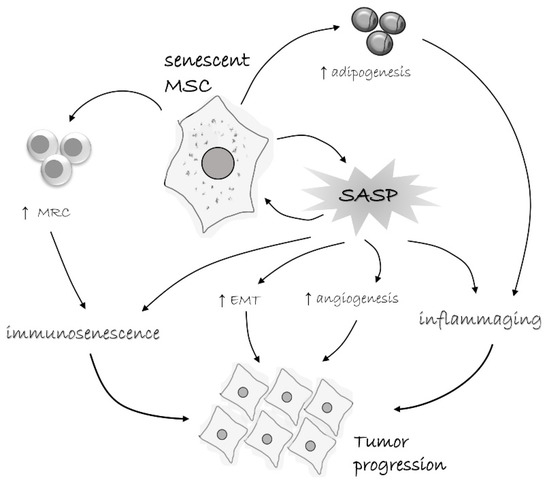 Tumorigenic Aspects of MSC Senescence—Implication in Cancer Development ...