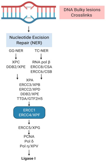JPM | Free Full-Text | Xeroderma Pigmentosum: General Aspects and ...