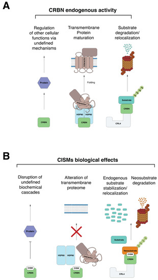 JPM | Free Full-Text | Molecular Mechanisms of Cereblon-Interacting ...