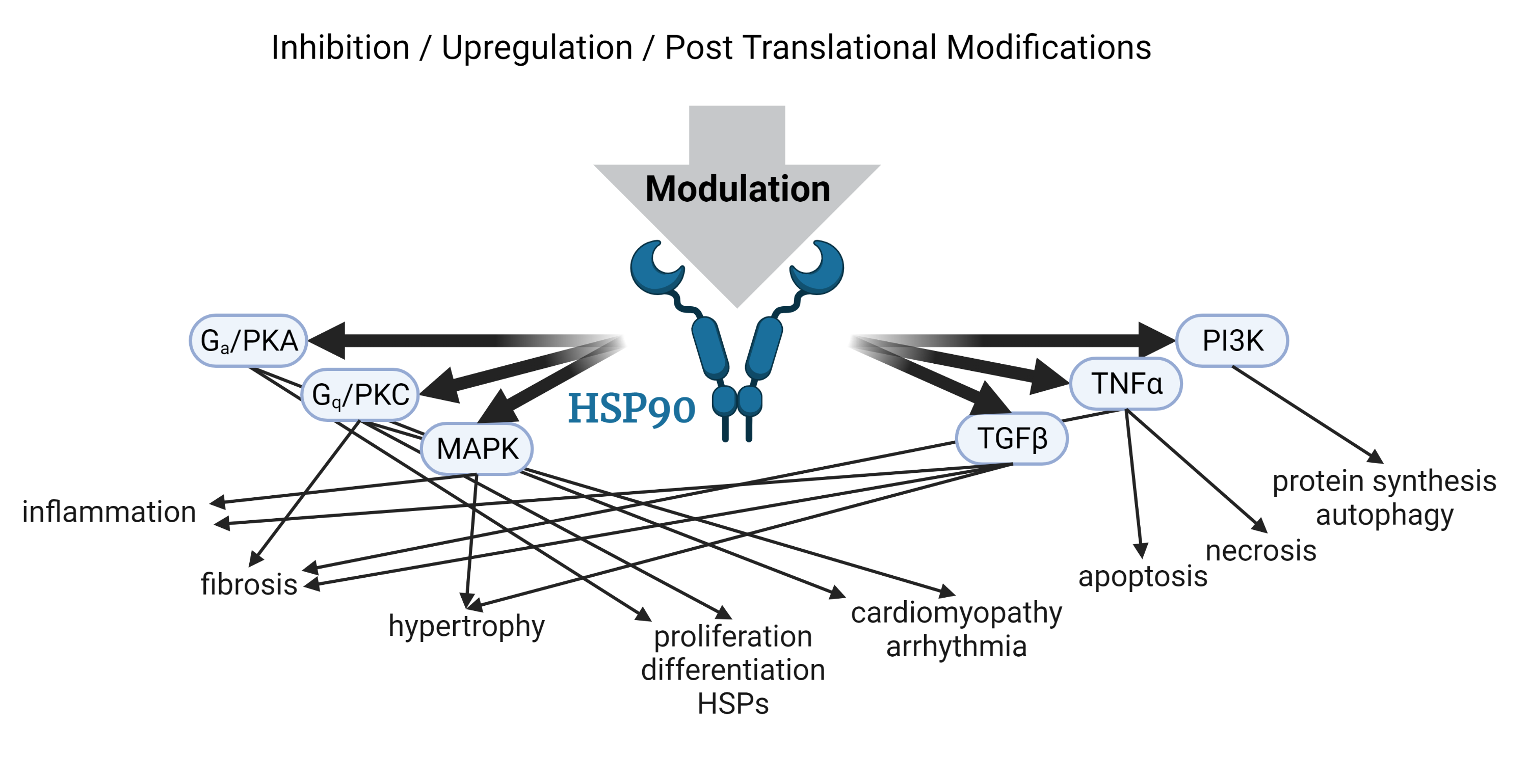 JPM | Free Full-Text | The Potential of Hsp90 in Targeting Pathological ...
