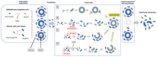 Jpm Free Full Text A Revised Stem Cell Theory For The Pathogenesis