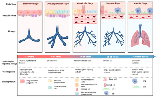 Endotypes of Prematurity and Phenotypes of Bronchopulmonary Dysplasia ...