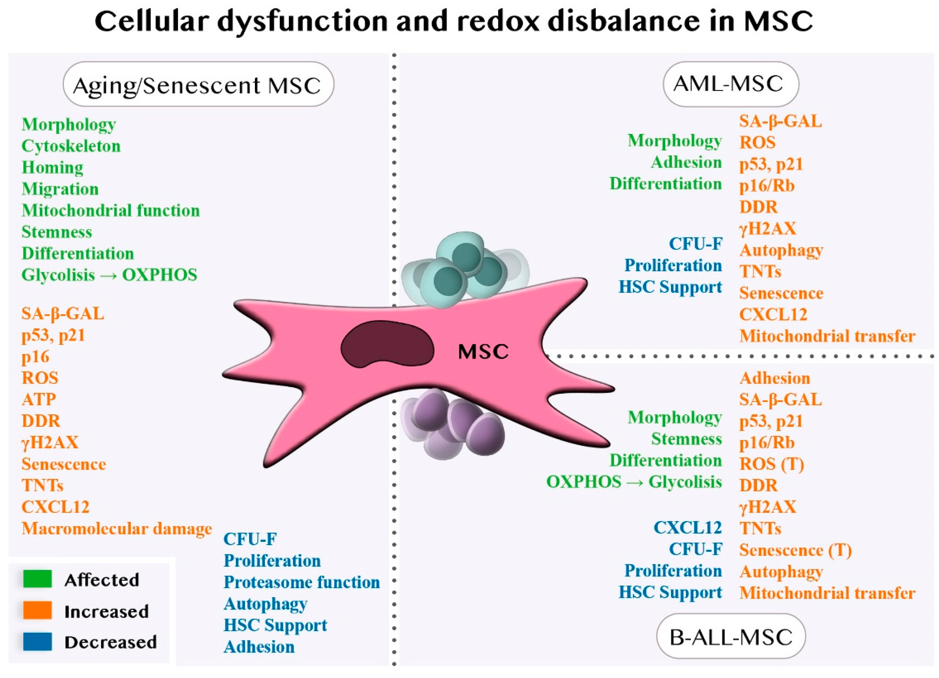 Bone Marrow Aging and the Leukaemia-Induced Senescence of Mesenchymal ...