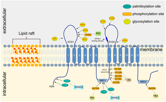 Role of ABCA1 in Cardiovascular Disease
