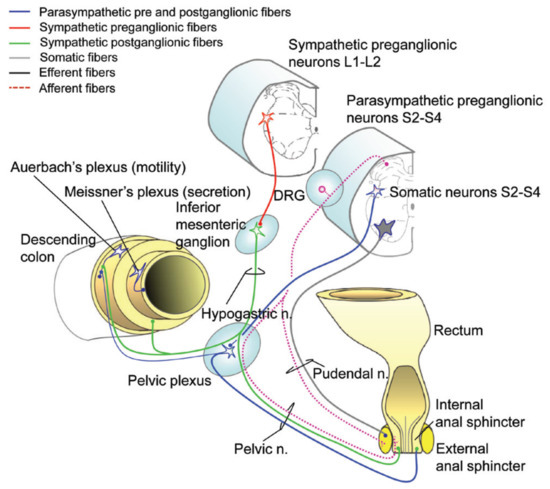 Neurogenic Bowel and Management after Spinal Cord Injury: A Narrative ...