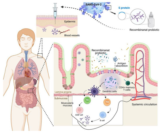 Pharmacological Efficacy of Probiotics in Respiratory Viral Infections ...