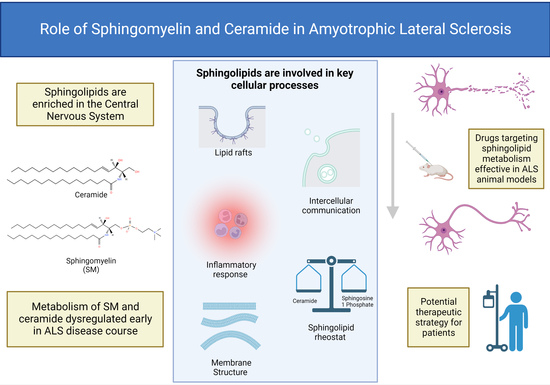 JPM | Free Full-Text | The Role of Sphingomyelin and Ceramide in Motor ...