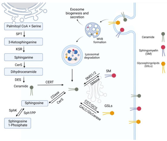 The Role of Sphingomyelin and Ceramide in Motor Neuron Diseases