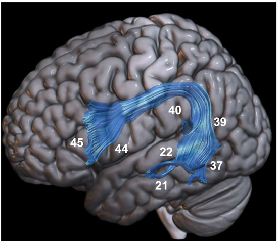 Preoperative Navigated Transcranial Magnetic Stimulation: New Insight ...