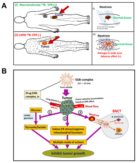 Enhanced Permeability and Retention Effect as a Ubiquitous and Epoch ...