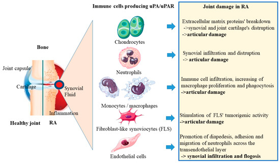 The Association of uPA, uPAR, and suPAR System with Inflammation and ...