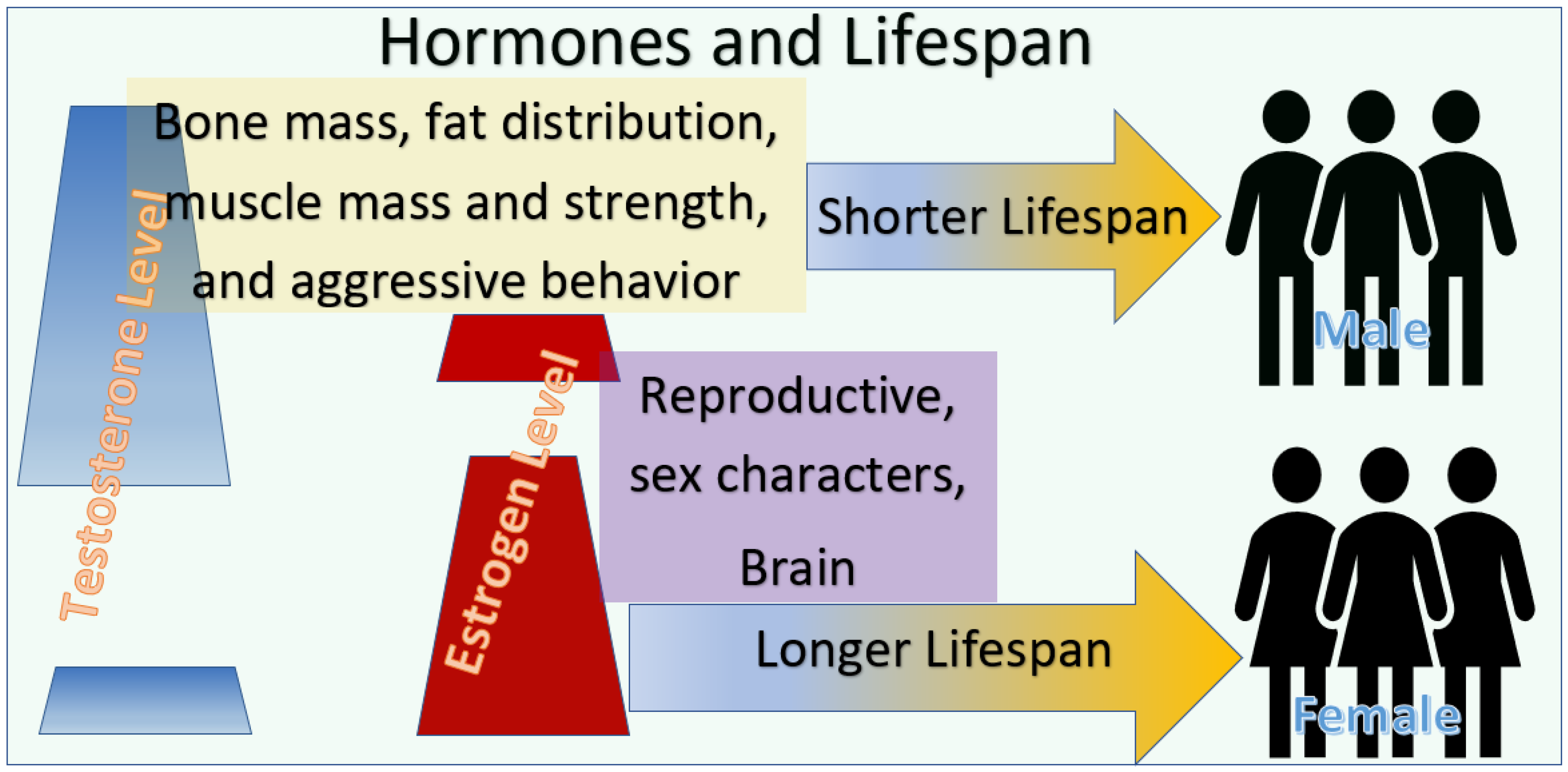 Jpm Free Full Text Level Of Estrogen In Females—the Different