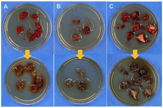 Devascularized Bone Surface Culture: A Novel Strategy for Identifying ...