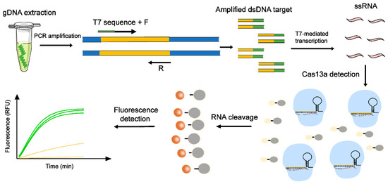 JPM | Free Full-Text | An Ultrasensitive PCR-Based CRISPR-Cas13a Method for the Detection of ...