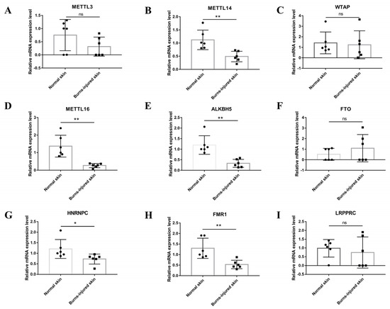 Severe Burn Injury Significantly Alters the Gene Expression and m6A Methylation Tagging of mRNAs ...