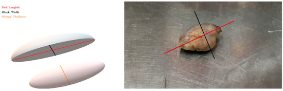 Ovarian Morphometric and Histologic Characteristics and Correlation ...