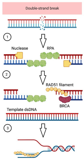 Homologous Recombination Deficiency in Ovarian Cancer: from the ...