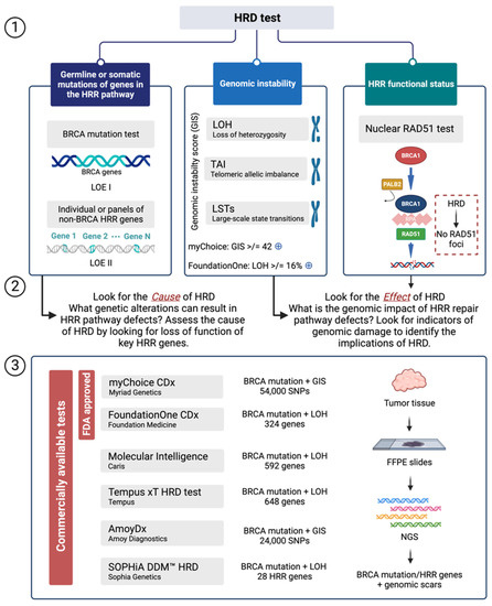 Homologous Recombination Deficiency in Ovarian Cancer: from the ...
