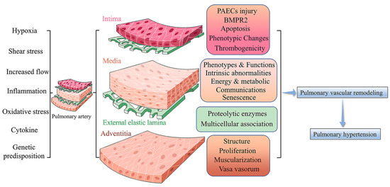 Pulmonary Vascular Remodeling in Pulmonary Hypertension