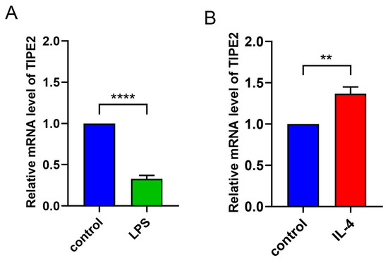 TIPE2 Inhibits MGD Inflammation by Regulating Macrophage Polarization