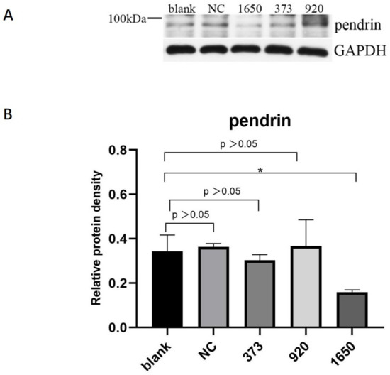 Effects of Pendrin Protein in Nasal Epithelial Cells on Mucin ...
