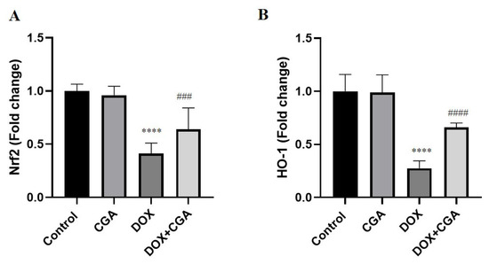 Chlorogenic Acid Attenuates Doxorubicin-Induced Oxidative Stress and ...