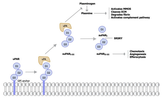 JPM | Free Full-Text | Soluble Urokinase Plasminogen Activator Receptor ...