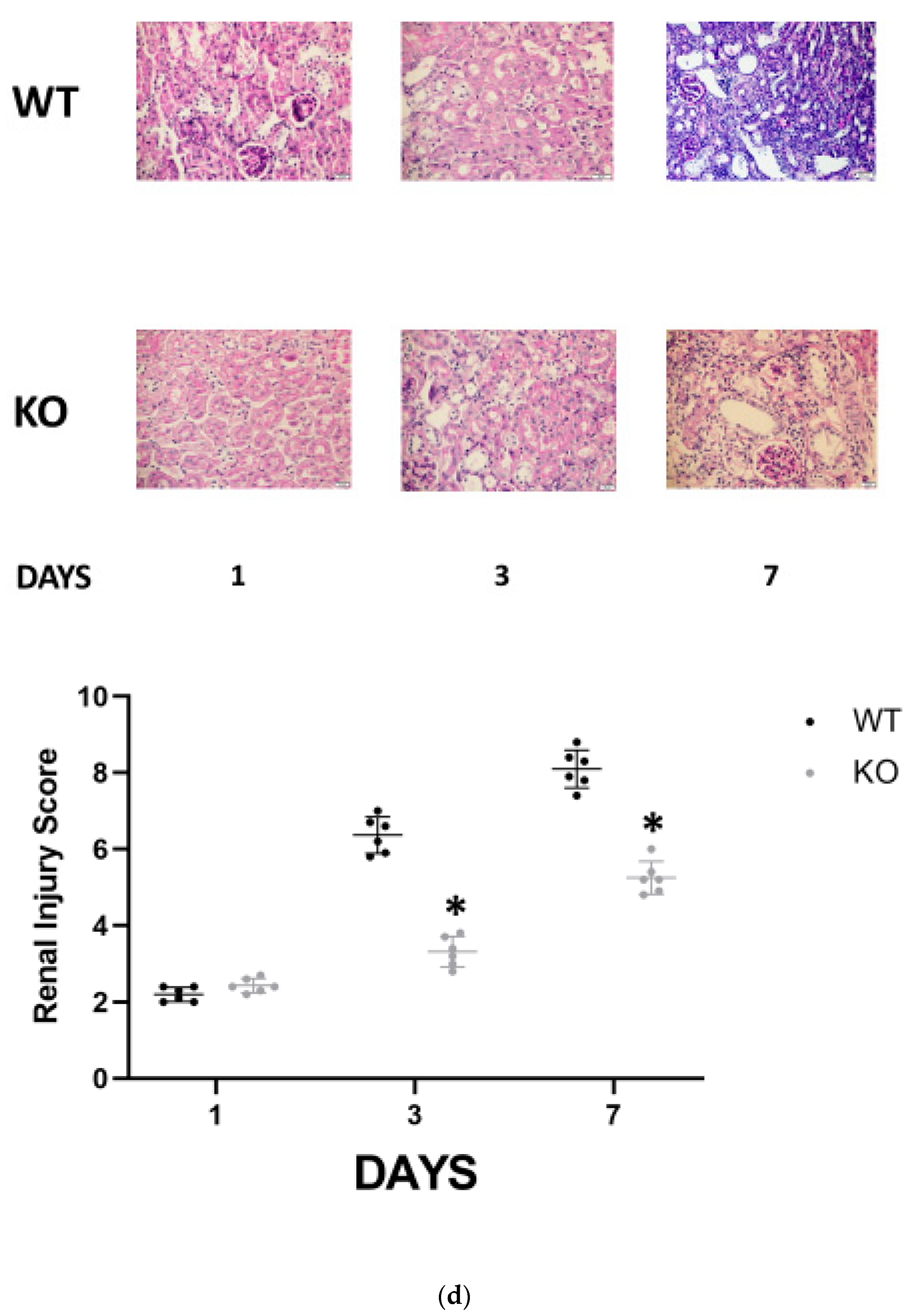 Renal Tubular CD24 Upregulation Aggravates Folic Acid Induced Acute ...
