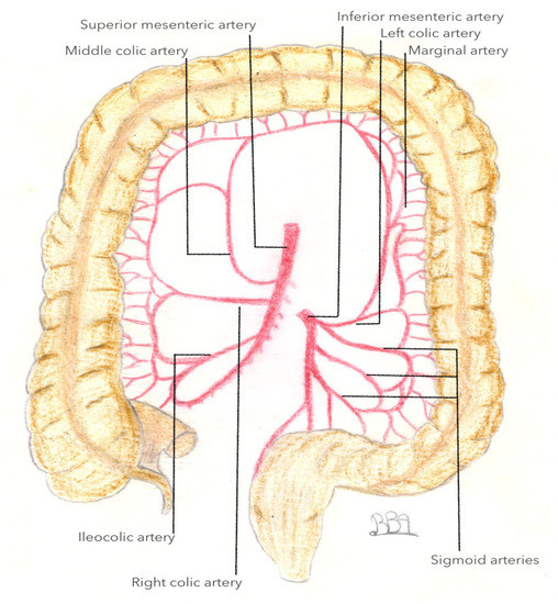 Revisited Surgical Anatomy of the Left Colonic Angle for Tailored ...