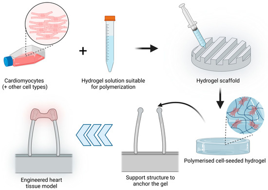In Vitro Models for Improved Therapeutic Interventions in Atrial ...