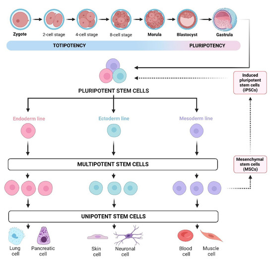 Unlocking the Potential of Mesenchymal Stem Cells in Gynecology: Where Are We Now?