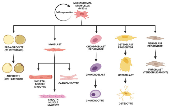 Unlocking the Potential of Mesenchymal Stem Cells in Gynecology: Where ...